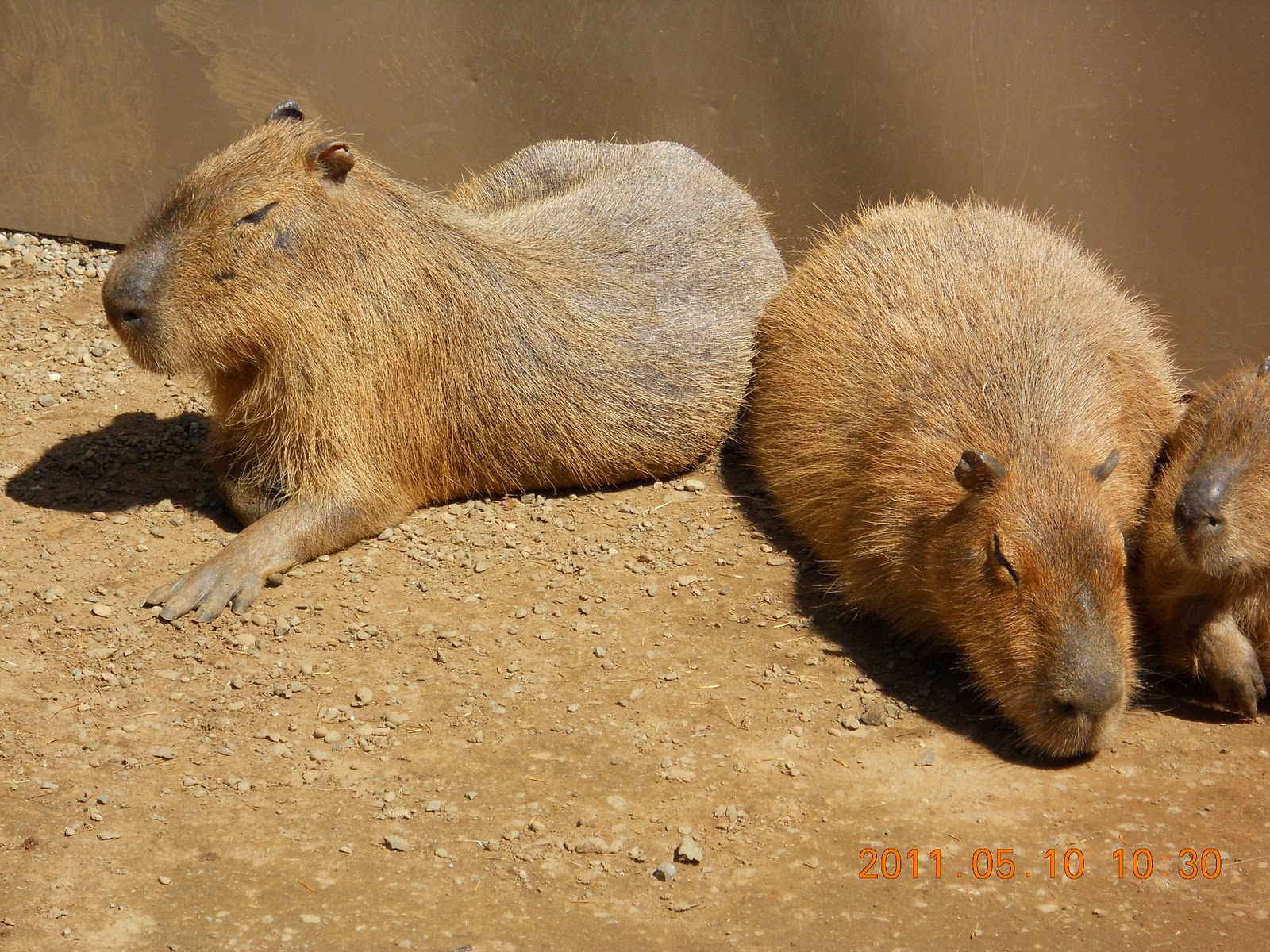 Thom Zehrfeld Photography : West Coast Animal Park | They're Just Plain ...