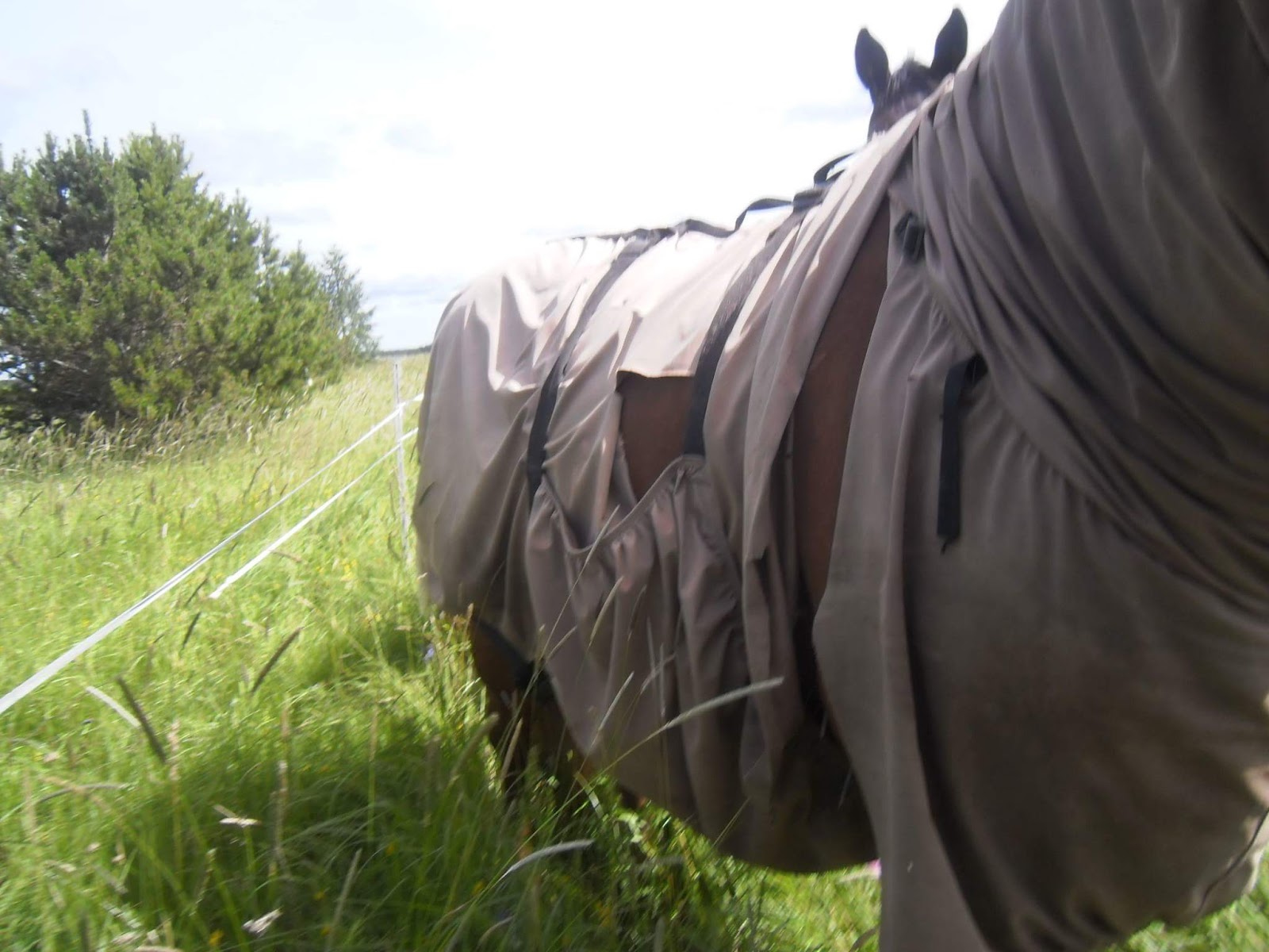 Kalkaros 29,4ake 29,8ke