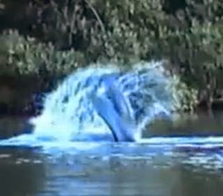 Report from the Florida Zone: Trident-Tailed Sea Monster