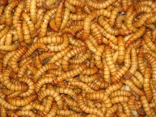 Mealworms... - The Healthier You