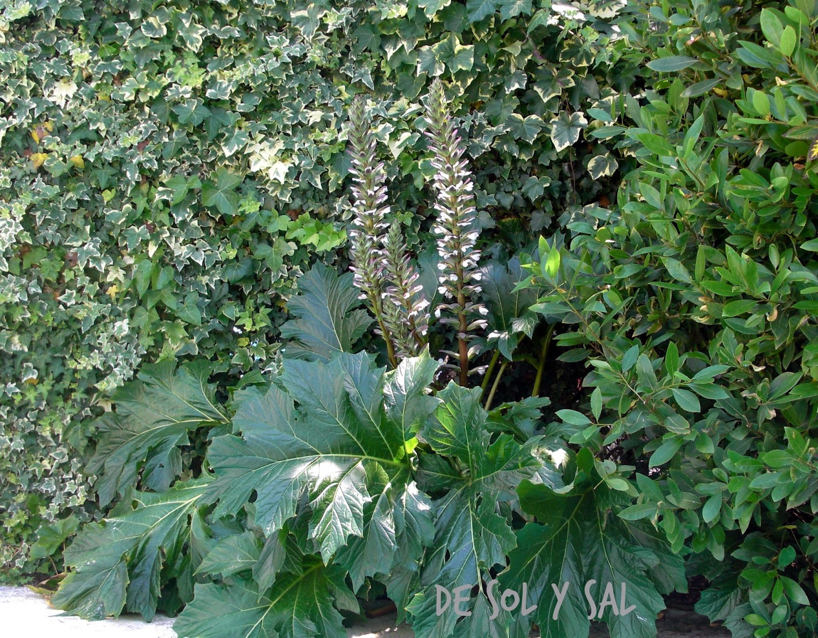 De sol y sal: Acanto, acantus mollis