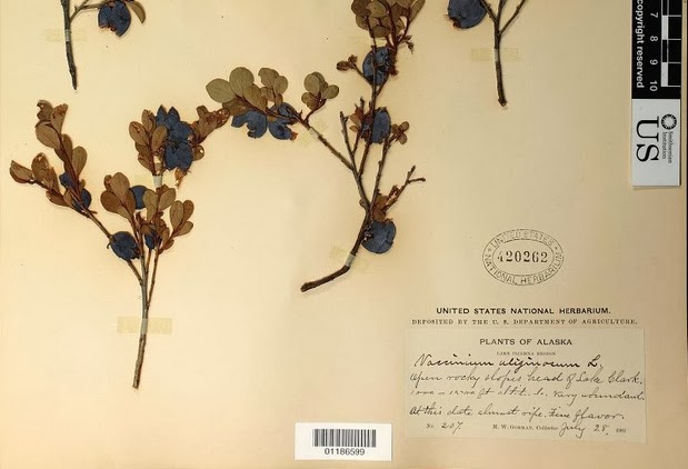 Smithsonian Collections Blog: For Science: How Volunteers Can Help the ...