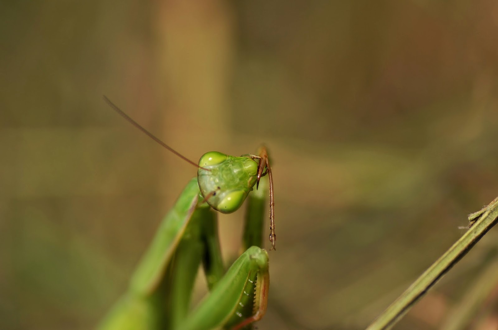 Čarovnije z male kmetije: Bogomolka