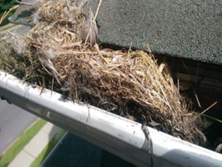 Practical Gardening: Damage Caused by Sparrows