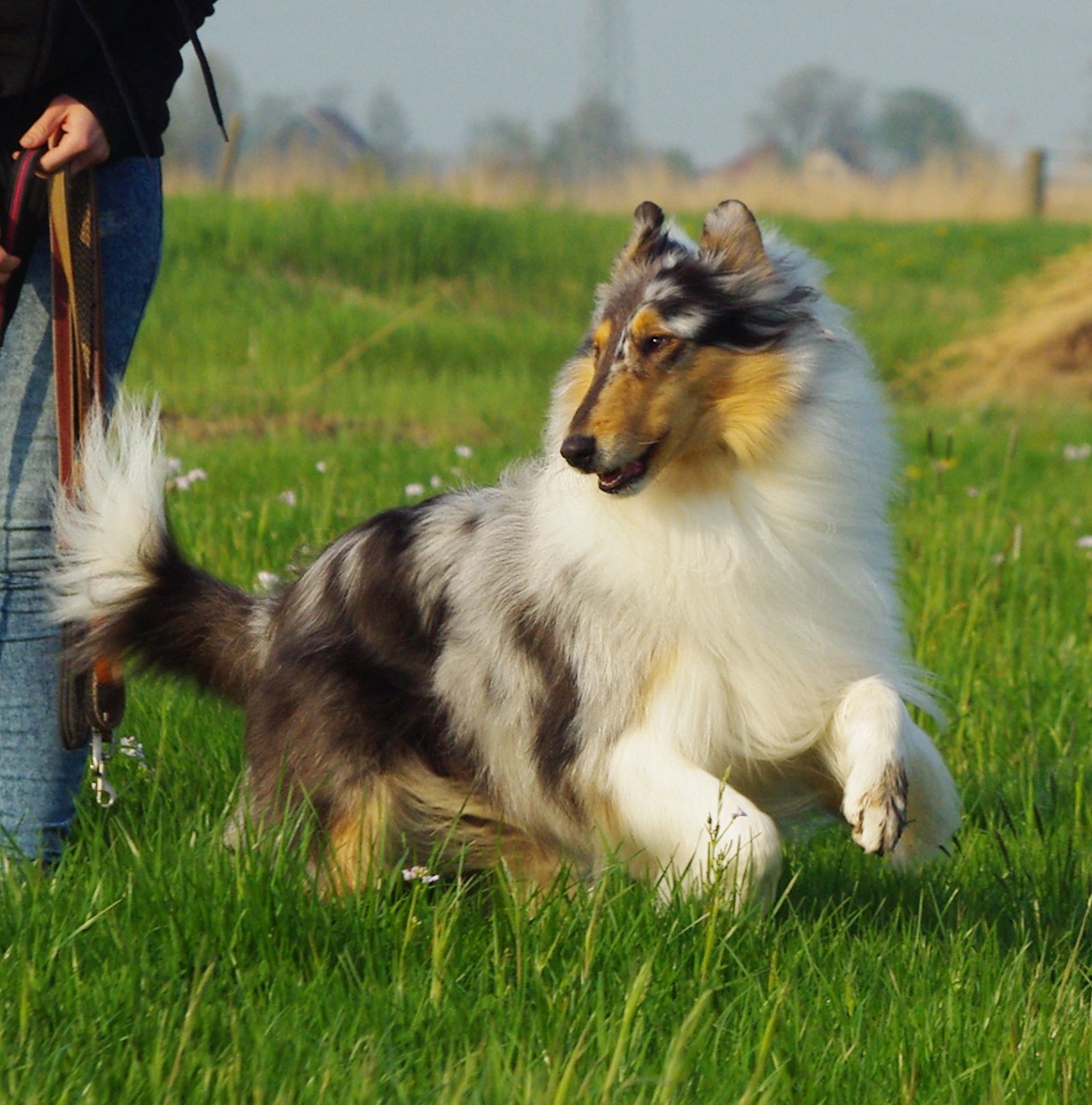 Glamourace Collies: Emmy nominated for the most beautifull dog in the ...