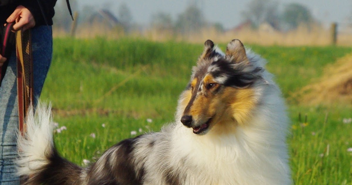 Glamourace Collies: Emmy nominated for the most beautifull dog in the ...