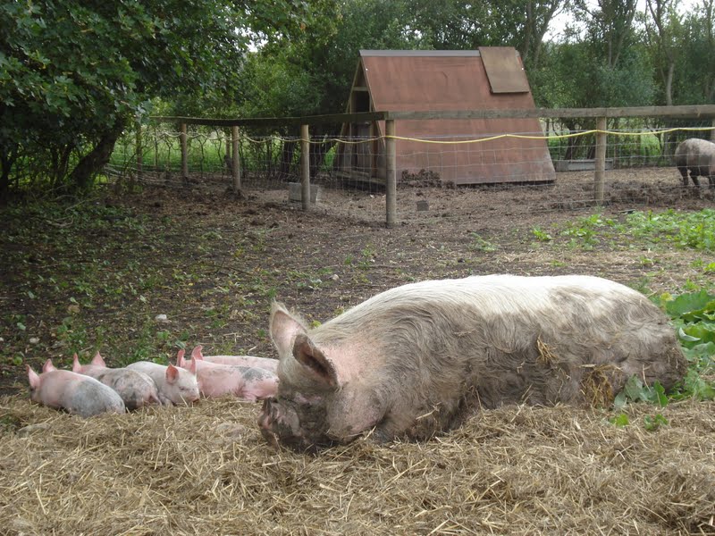 Our New Life in the Country: The two sides to pig keeping......