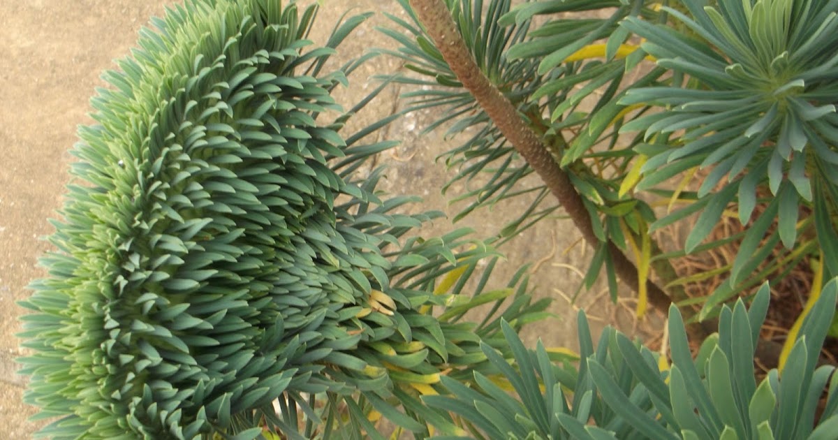 The pruning expert: Fasciation