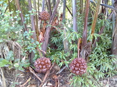 Field of Dreams: Nira Nipah