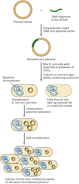 Gene Cloning: How does gene cloning work?