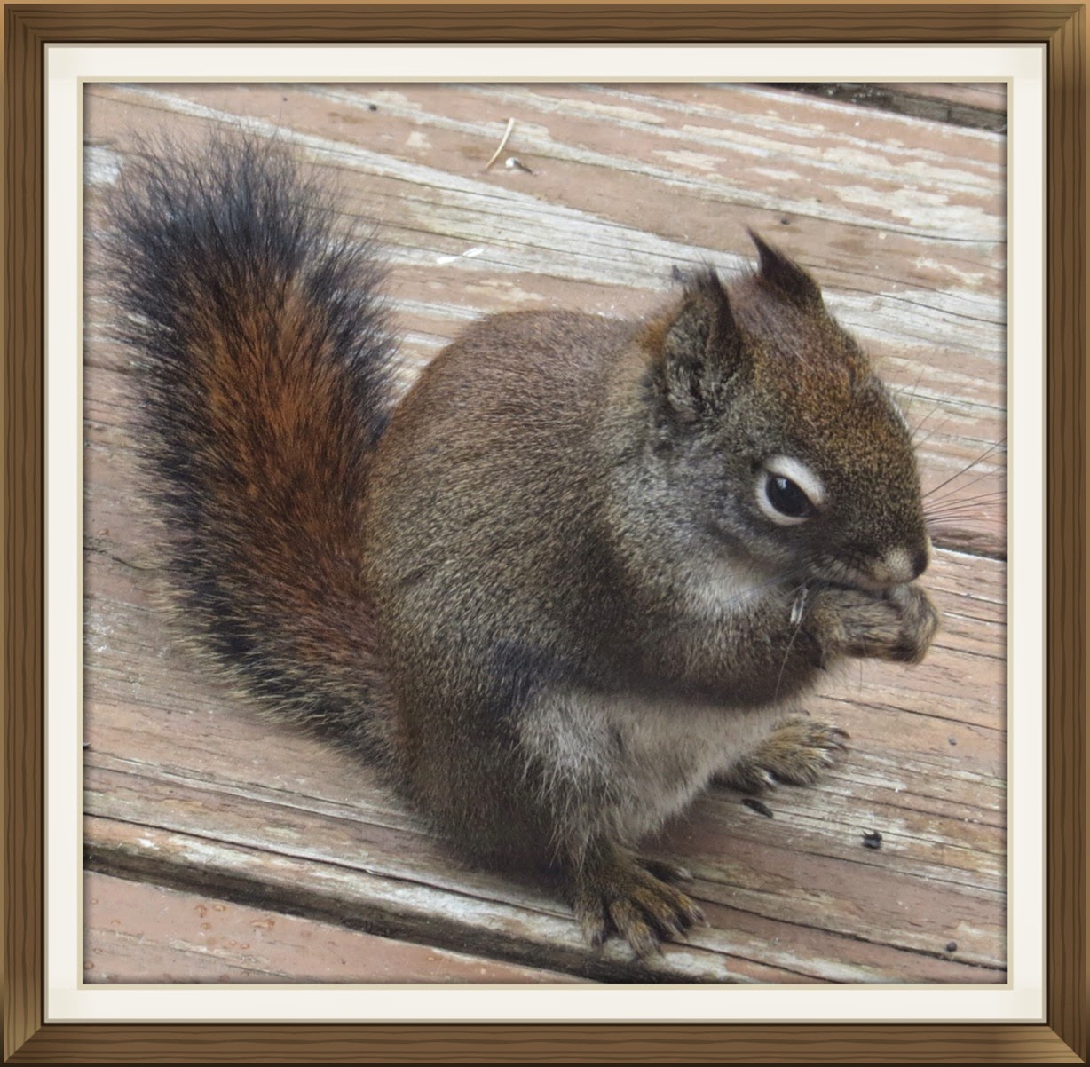 Rena Jones: Squirrely Scurry!