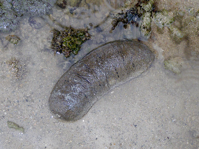 Golden Sandfish - Sea Cucumber - Alfa Enterprises (PVT) Ltd. Welcome to ...