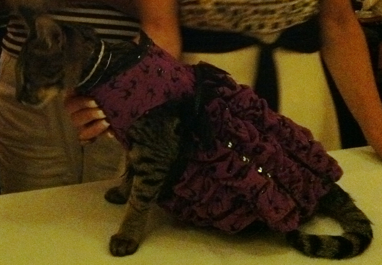 Catsparella: On Location at Matilda the Algonquin Cat's Debutante Ball ...