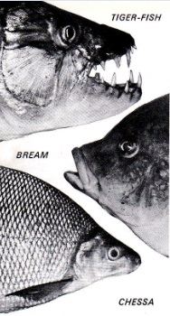 Our Rhodesian Heritage: Fishing In Rhodesia