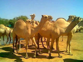 HEESAHA GEELA IYO GEELA - ONLINE LIBRARY