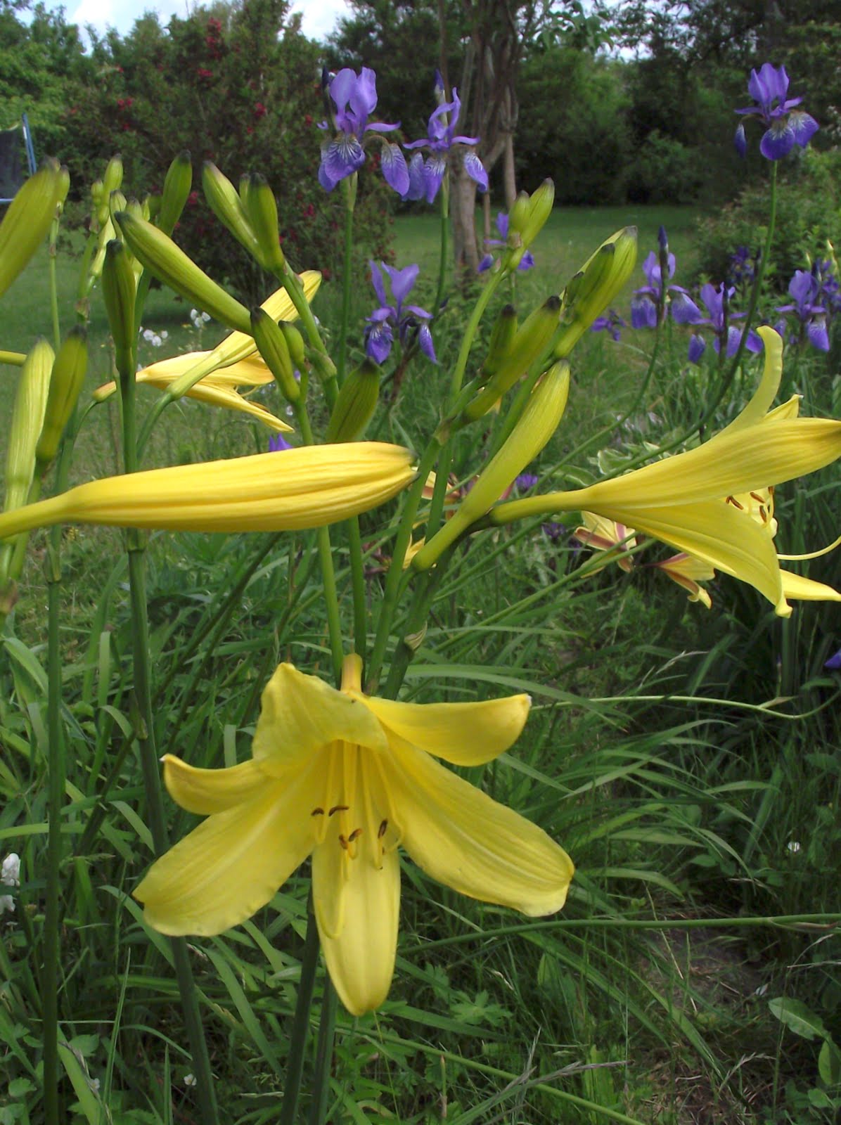 Irishaven: Mine dagliljer