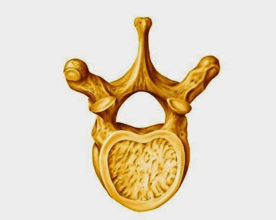 Morfofisiologìa 1 para enfermeras: Generalidades de Osteología