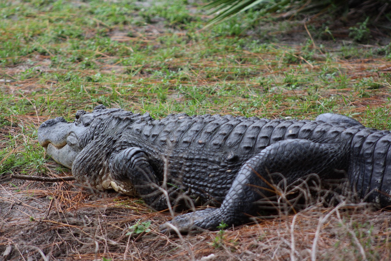 Laura Brownlee's Natural Expressions: Wild Alligators from the Swamps ...