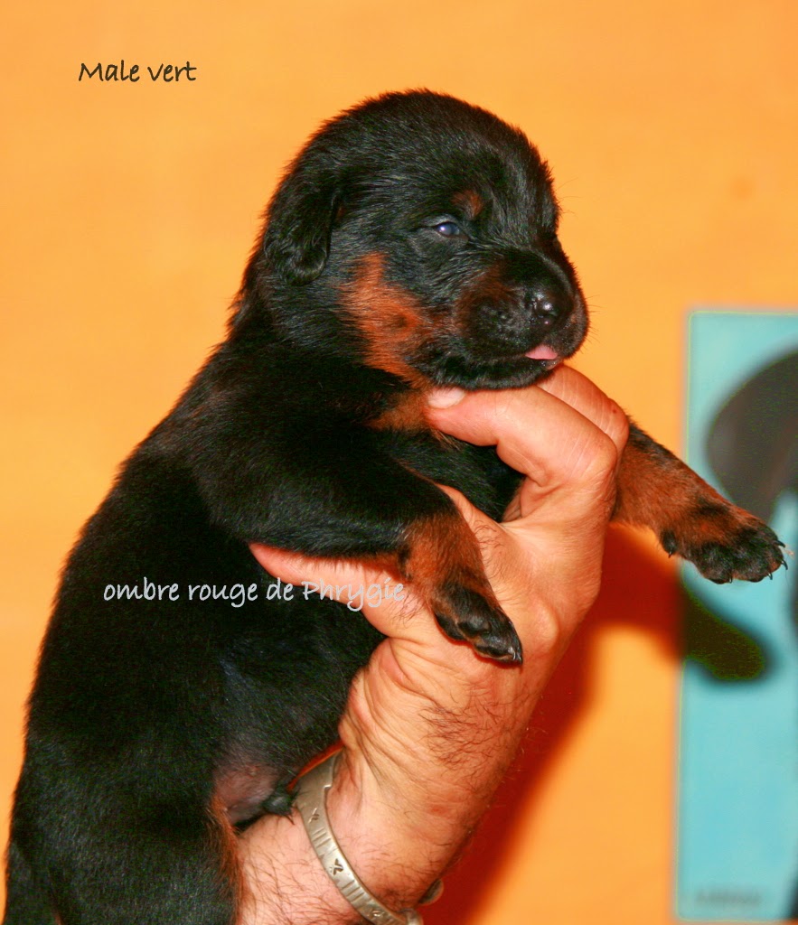 Beauceron, chiots beaucerons, Eleveur landes 40120 : Les chiots ...