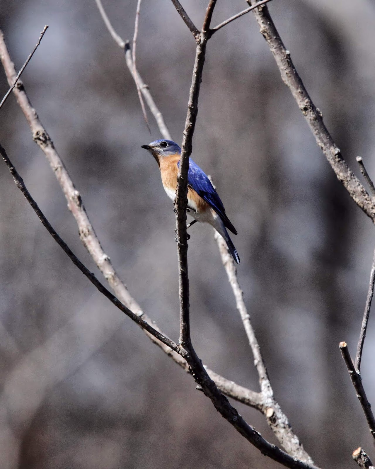 Birds from Behind : It's Shreve Migration Sensation Time!