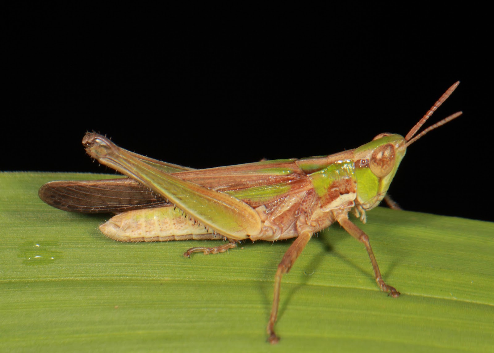 BunyipCo: April 2013