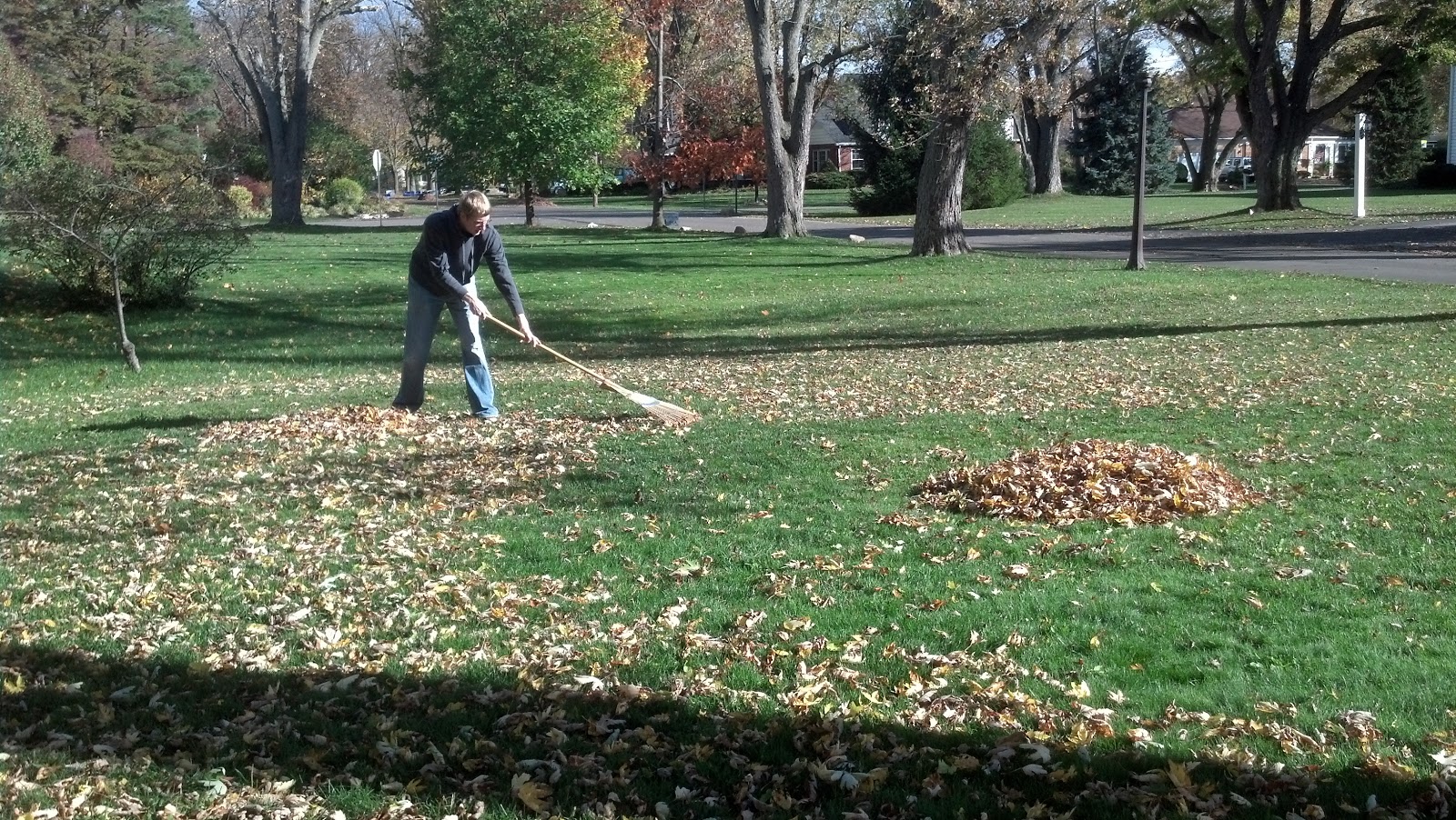 Ackerman Antics: Never-ending Leaf Raking