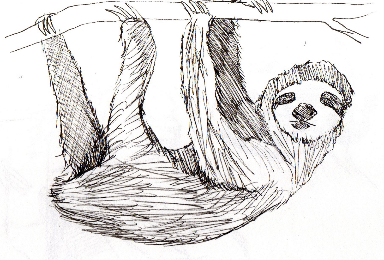 Andrew Maylin Animation / Illustration Blog: Sloth character sketches