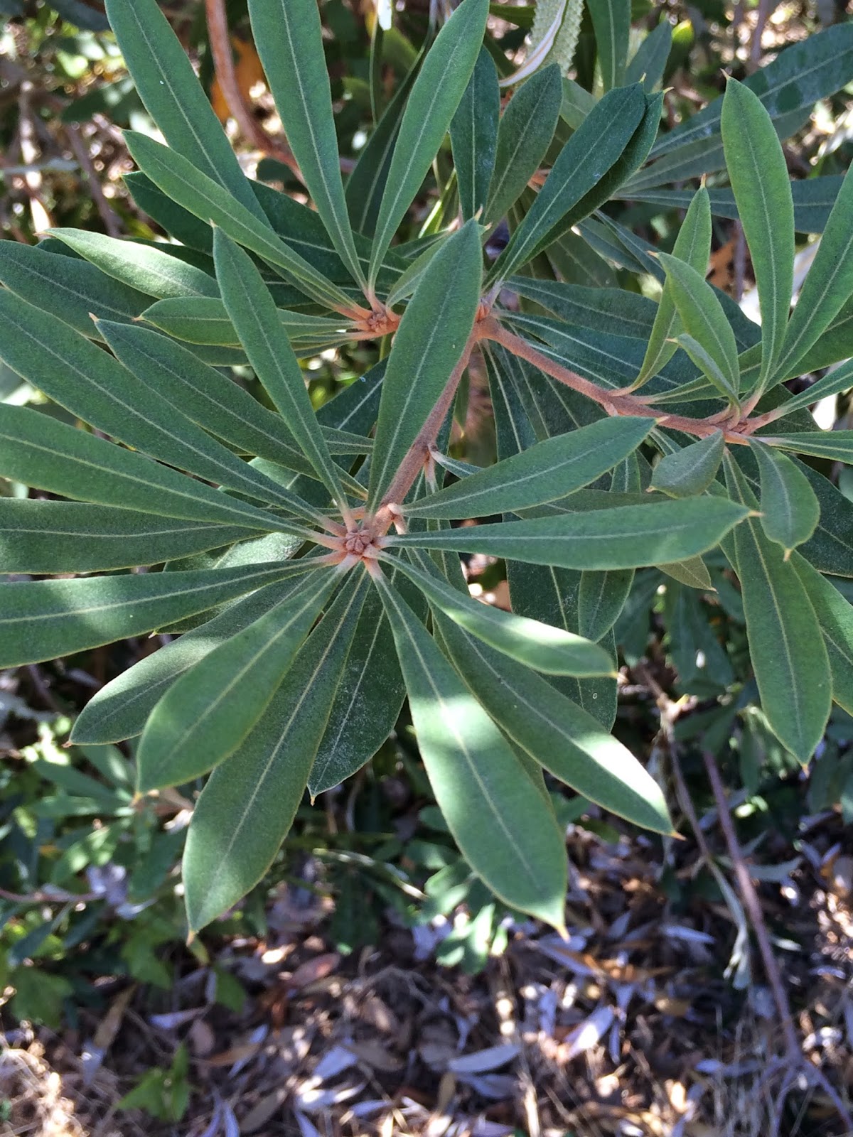Trees of Santa Cruz County: Banksia integrifolia - Coast Banksia