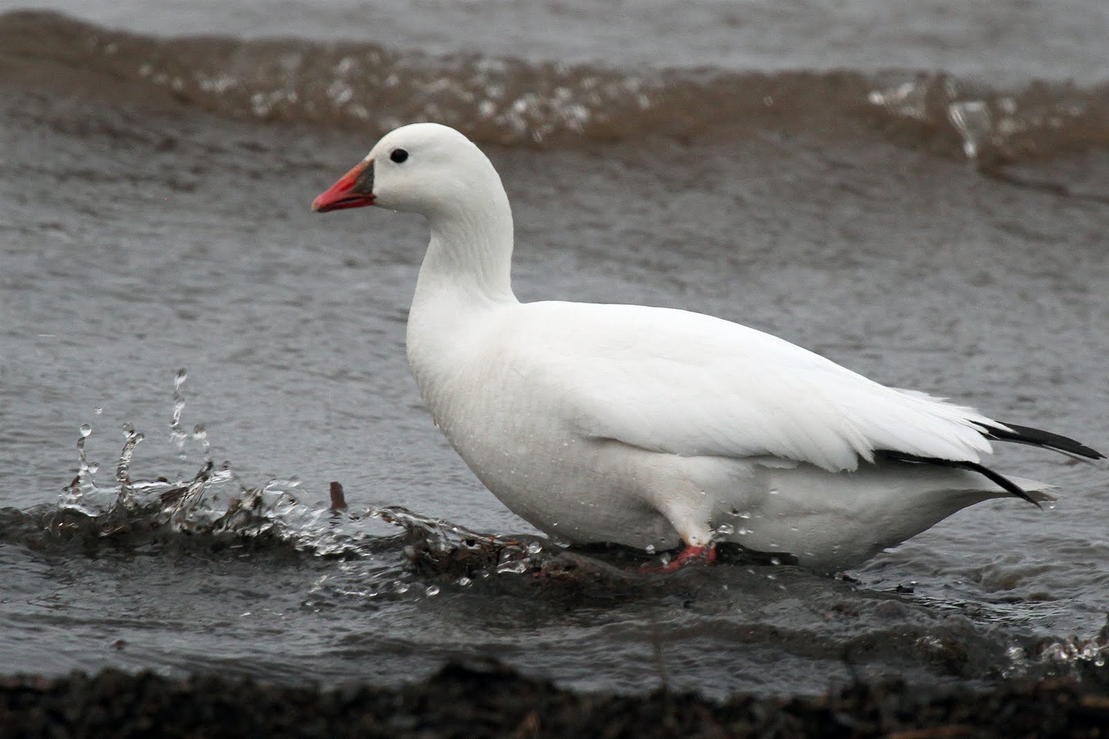 ShutterWi: Ross's Goose