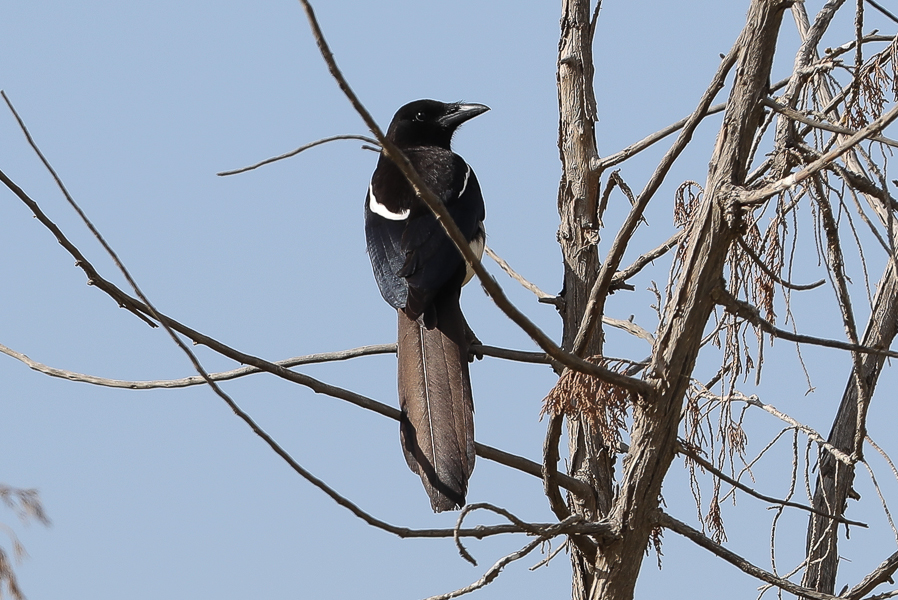 Birds of Saudi Arabia: Arabian Magpie – Tanoumah