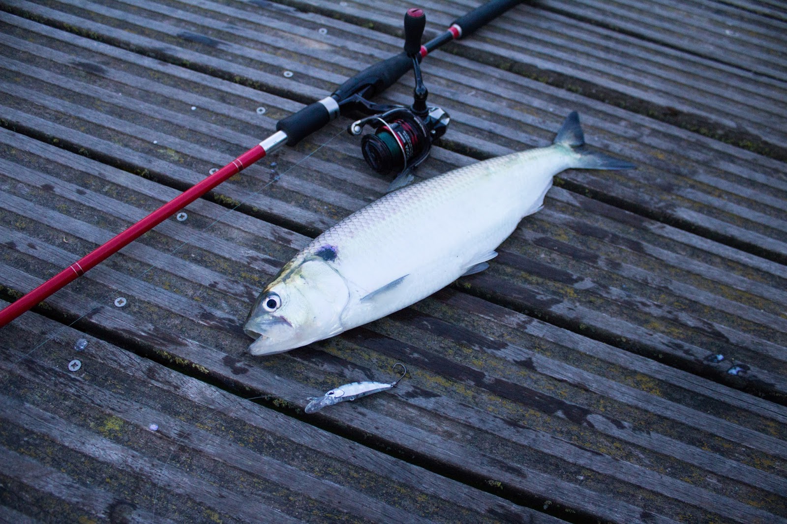 Raúl Marti : LA PESCA DE LA SABOGA