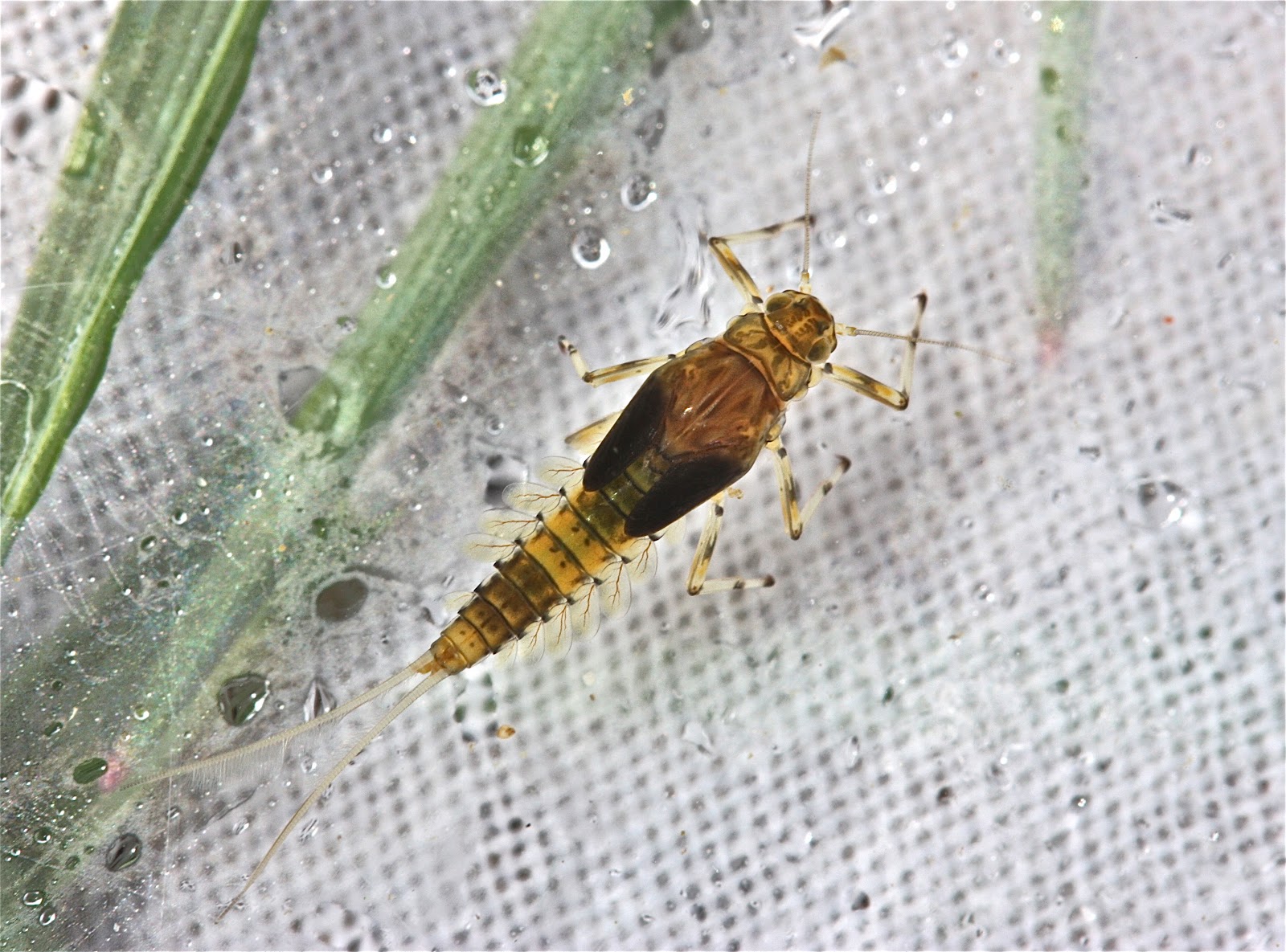 Aquatic Insects of Central Virginia: The Small Minnow Mayflies Take the ...