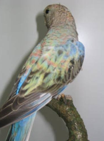 The Splendid Bourke Bird Blog: Avian Genetics, Bourke Parakeets by Su Yin