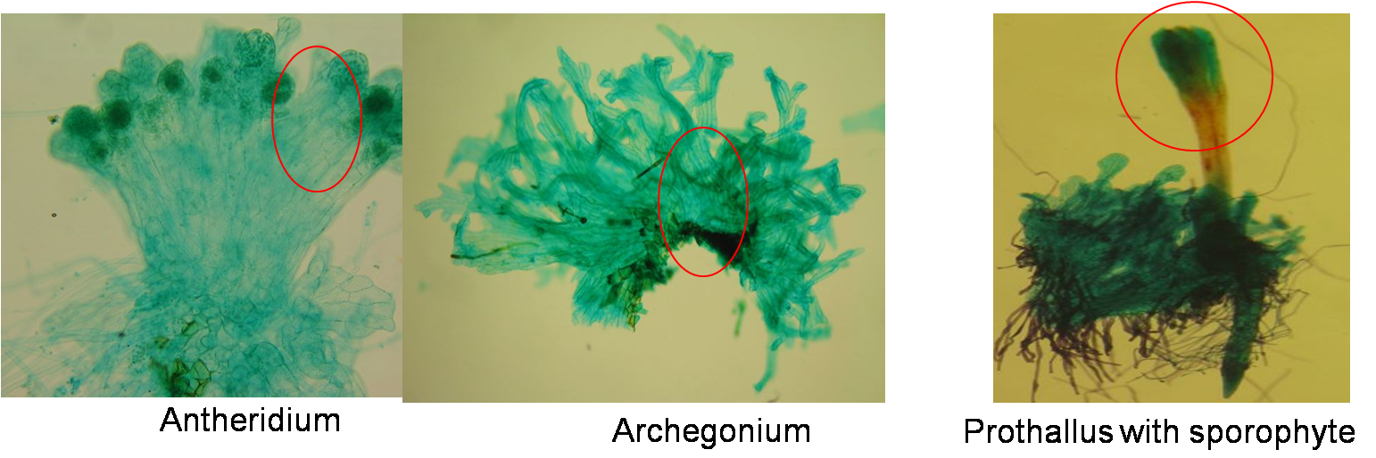 Notes on Equisetum Systematic Position, Morphology, Gametophyte and ...