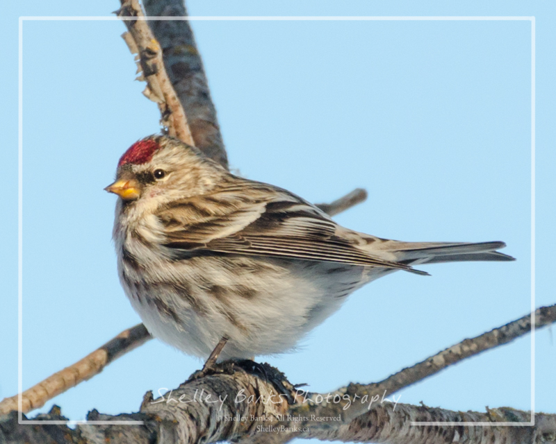 Prairie Nature: Redpolls are visiting Regina again - Going North?