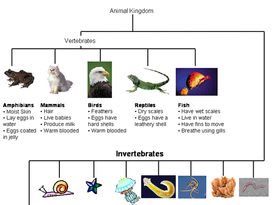 INVERTEBRATE ANIMALS ~ MY ENGLISH AND SCIENCE