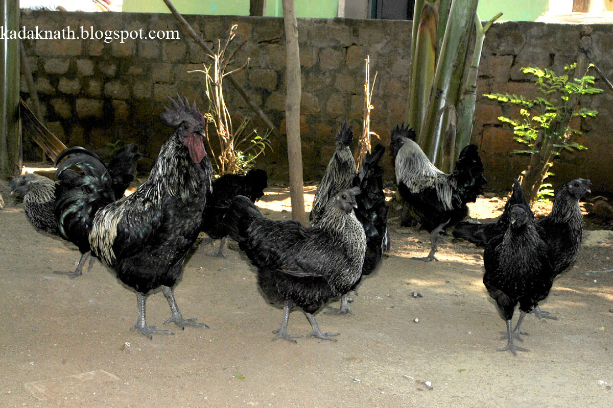 PIONEERS IN ORIGINAL KADAKNATH CHICKEN: Kadaknath chicken picture