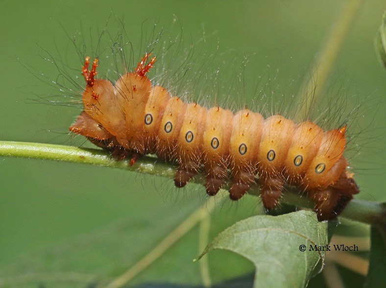 Mostly Birds (but not always): Imperial Moth Life Cycle