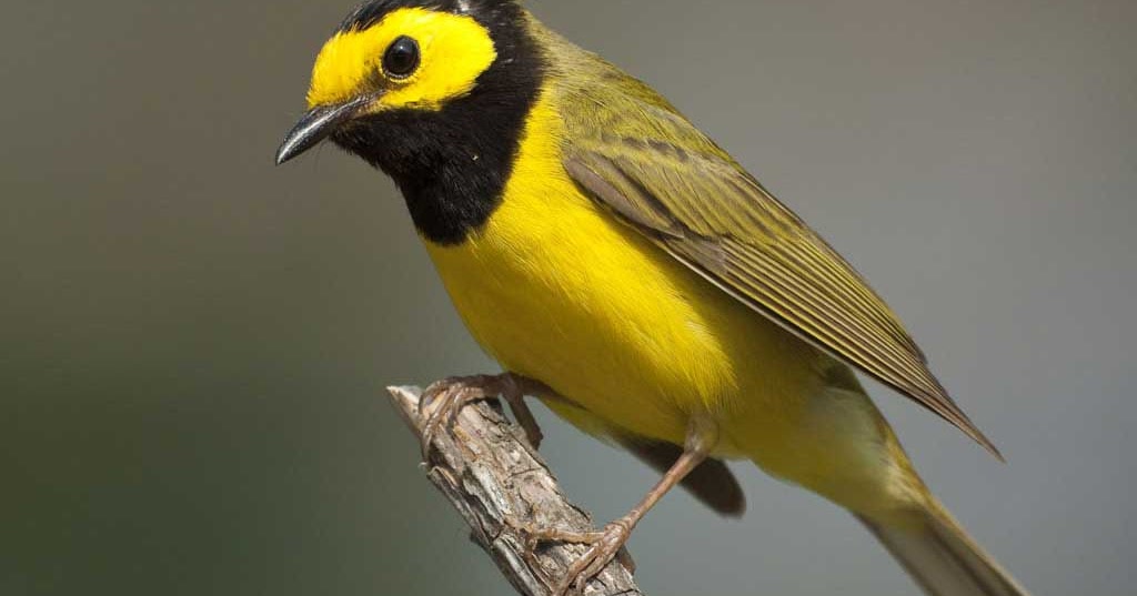 It Just Comes Naturally: Unabashed Anthropomorphizing