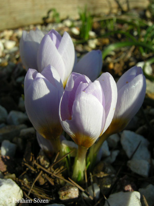 The Country Of Crocuses: Crocus rujanensis