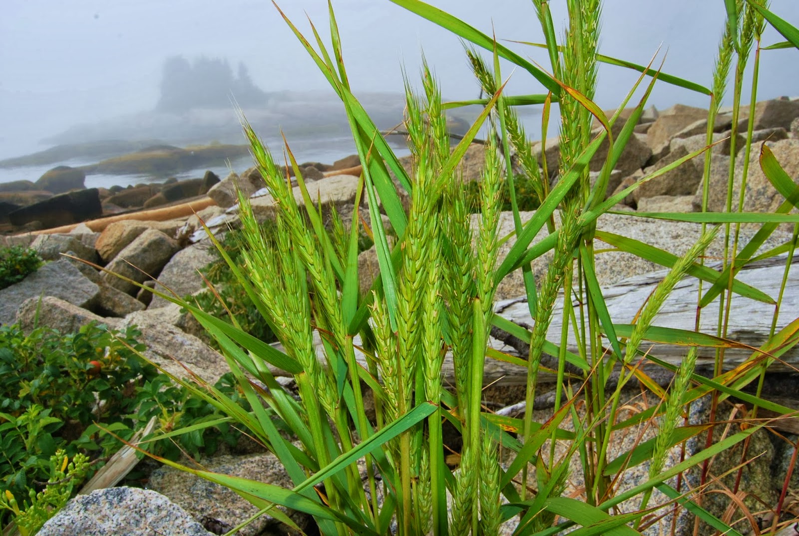 Helen A. Lockey: Wild Foraged Foods Of Maine 2013