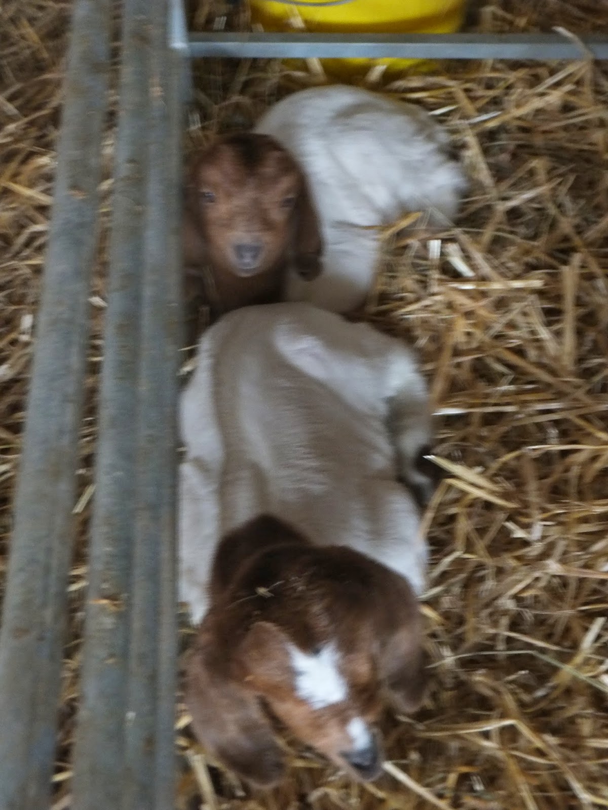 Bure Valley Farm
