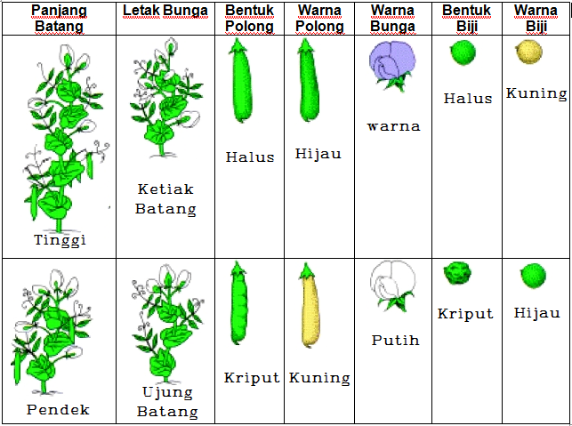 KEGIATAN SAYA: Hukum Mendel I & II