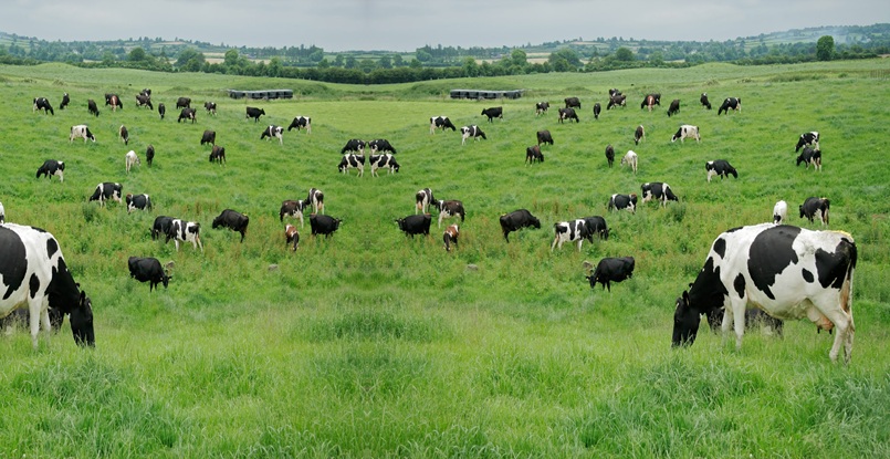 AGROSTOLOGIA