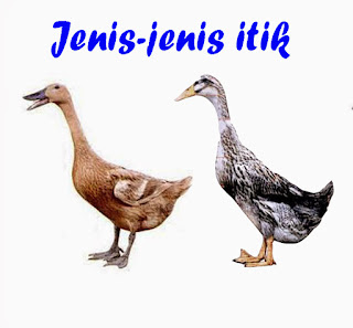 JENIS-JENIS ITIK