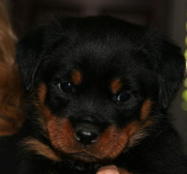 Rottweiler's Kingdom: Rottweiler - Eye Color & Shape