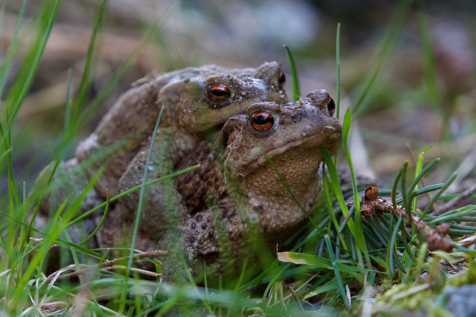 Naturfoto Einar Hugnes: Vårkåte padder ved Litlvatnet i Austefjorden