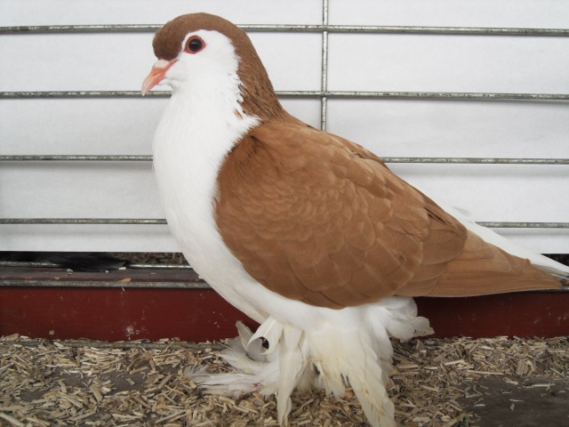 lahore pigeons - Pigeons fall