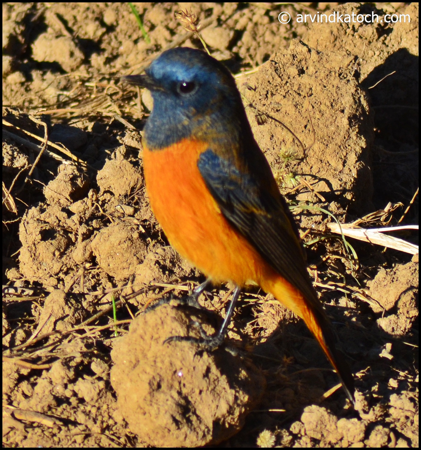 Blue-fronted Redstart Pictures and Detail (Phoenicurus frontalis)
