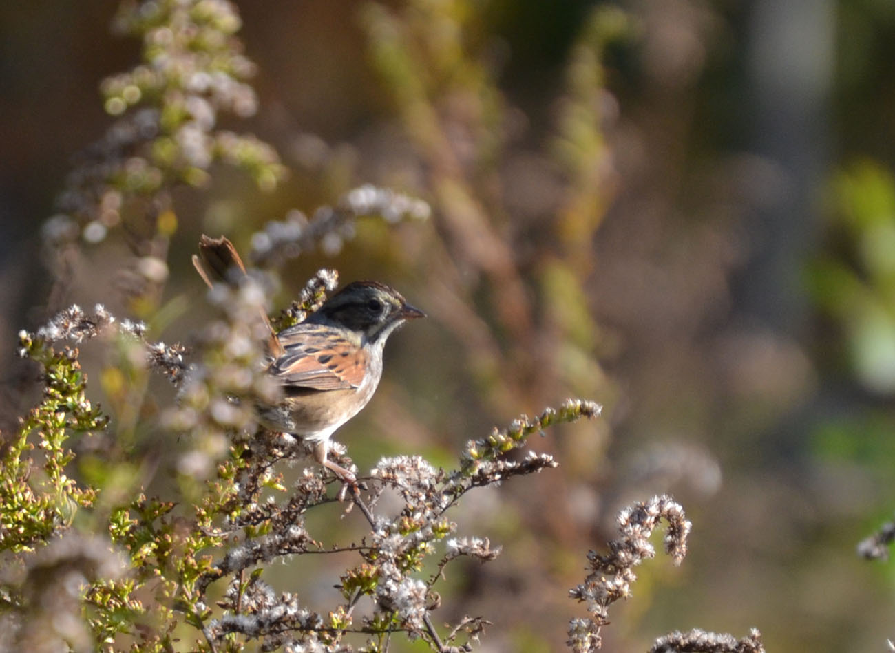 Woods Walks and Wildlife: Hello, Fall!